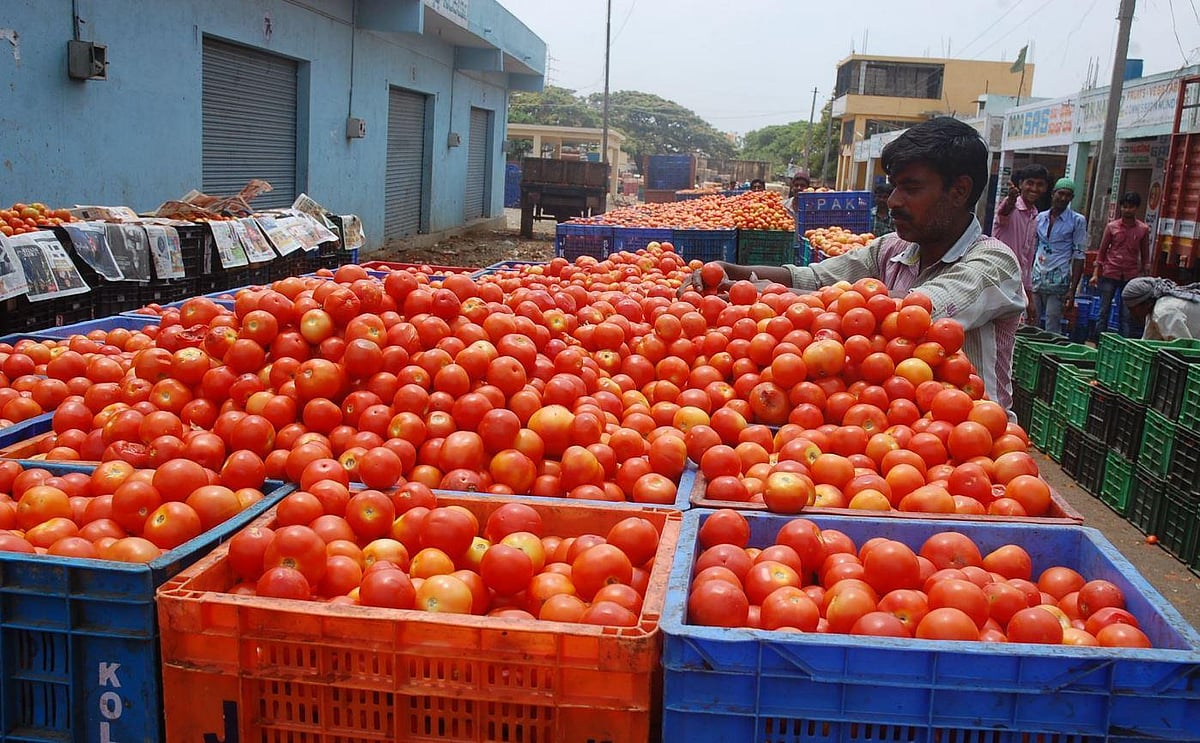 India's tomato crisis: Nepal says 'ready to export' amid rising prices ...