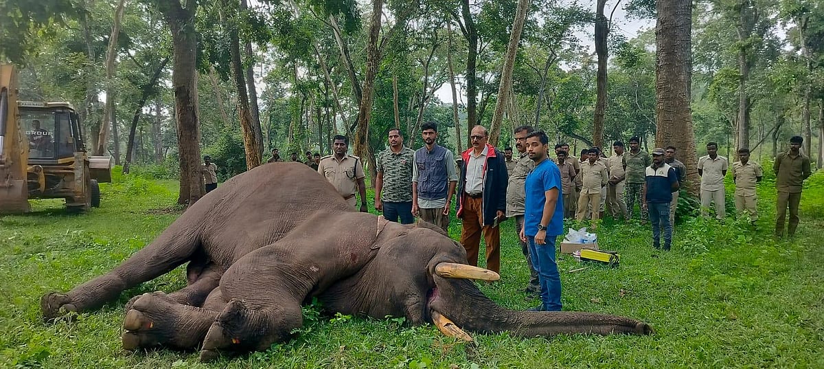 Rehabilitated elephant 'Subramanya' dies at Mathigodu Elephant Camp