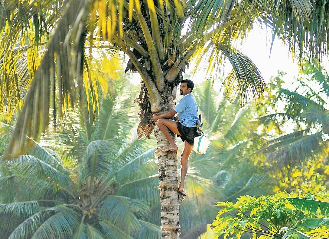 With toddy tappers at premium, Kerala government policy boost could ...
