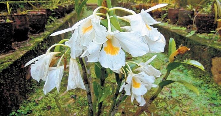 The watcher of orchids in Similipal