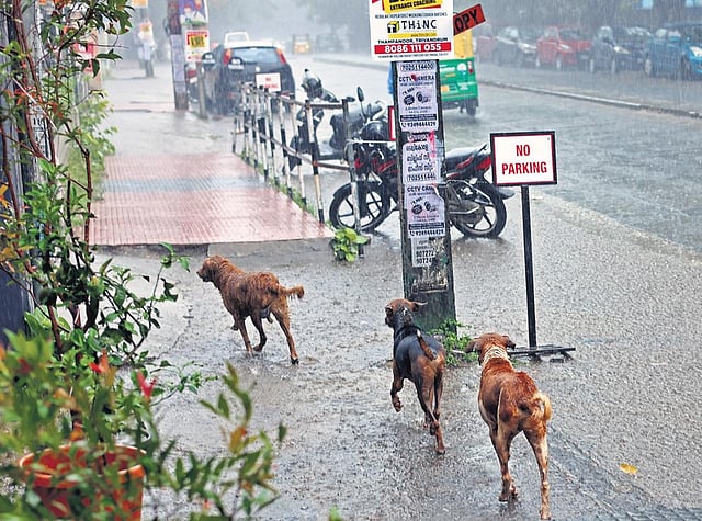 Stray dog killing case: HC summons legal counsel of airport