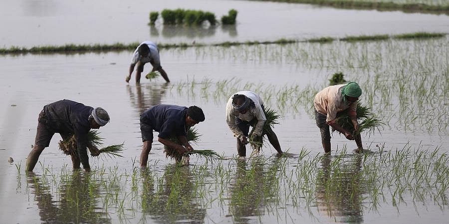 Include more farmers under PMFBY: Odisha government
