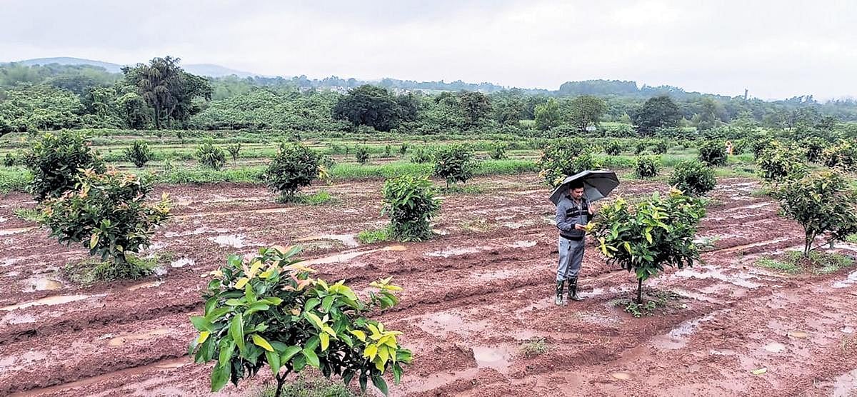 Fruit-istic: Converting a horticulture farm into a horti-tourism hub
