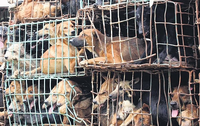 The need to cull unethical solutions for increasing number of stray ...