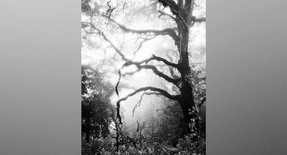 The way to look at trees