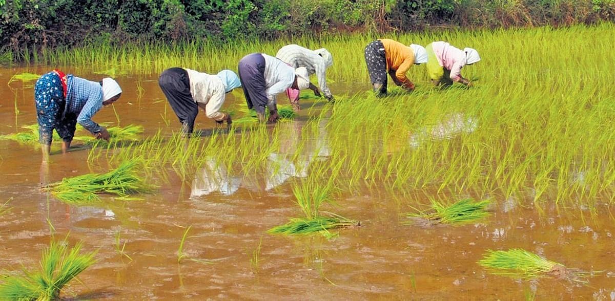 Ramnad farmers sow paddy in 70% of total cultivation area in September