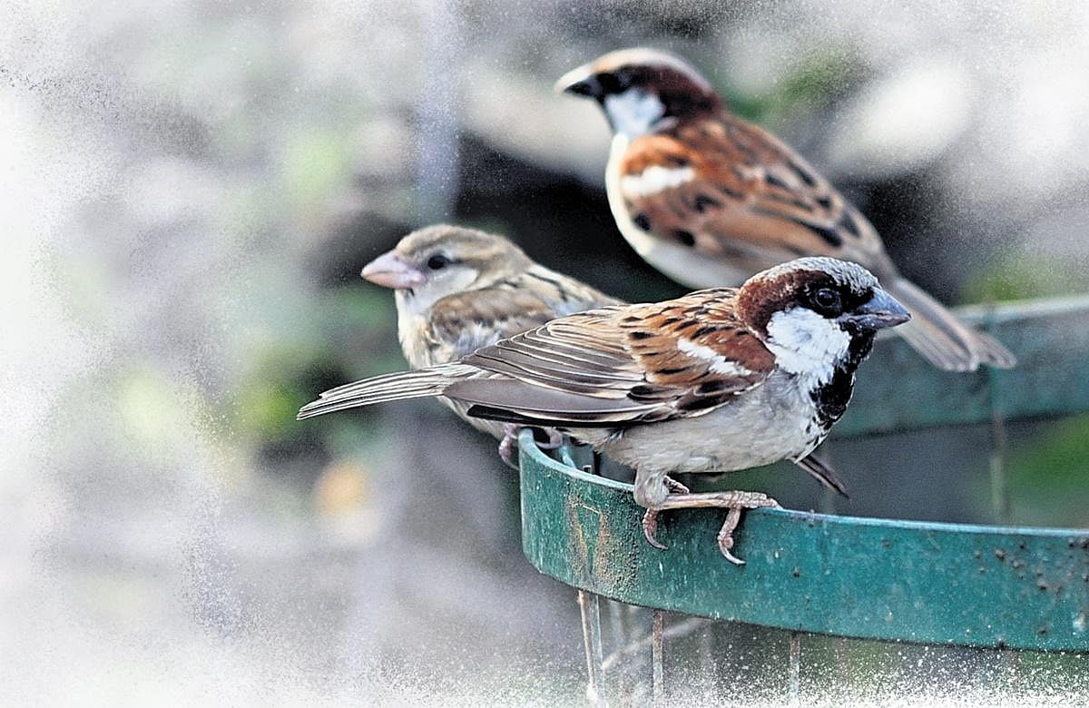 Hearth of hearts and sparrows