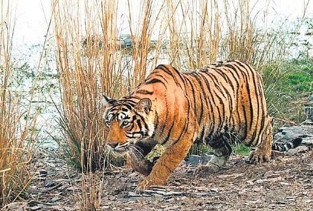 Odisha’s own tiger count exercise to commence from Oct 10