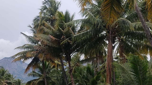 Root wilt disease takes toll on coconut trees in Tamil Nadu