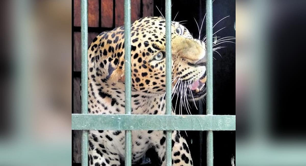 Forest officials rescue leopard trapped in net, shift the animal to ...