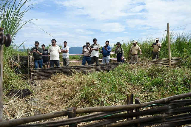 18 rare pygmy hogs reintroduced into original home in Assam's Manas ...