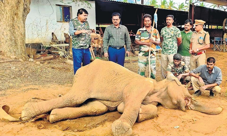 Six-year-old wild elephant injured after biting avuttukai in Kovai dies