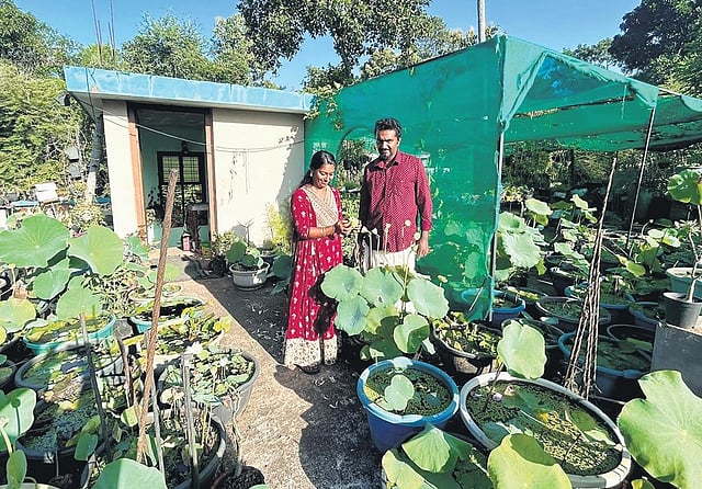 Lotus-breeding couple from Kerala makes a living out of rare varieties