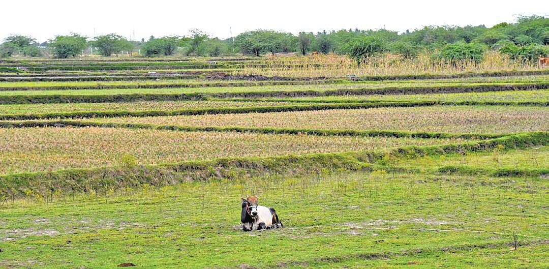 Kuruvai wilts, farmers plan stir in 8 dists on Sept 20 for Cauvery water