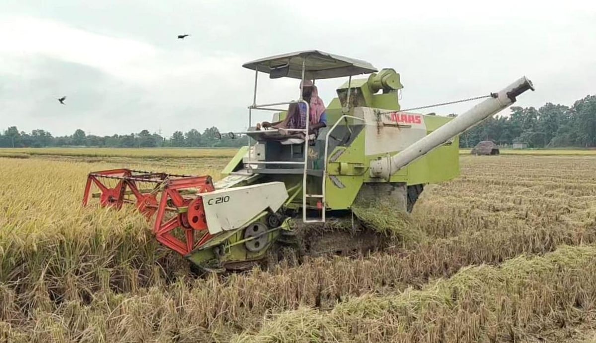 Single crop farmers in TN cultivate 5k ha of paddy after Vaigai water ...