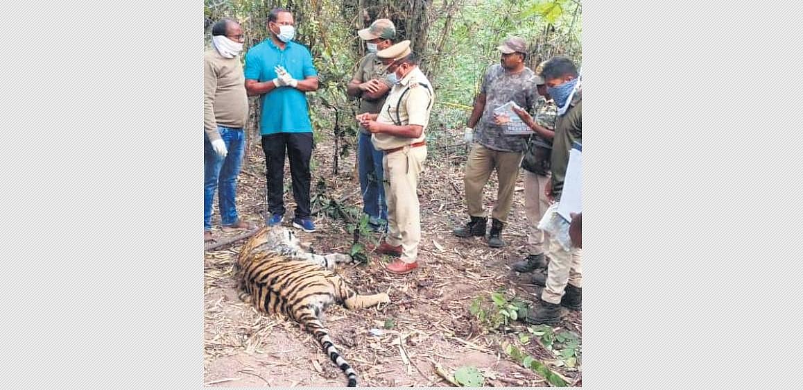 1.5-year-old female tiger found dead in Kagaznagar, territorial fight ...