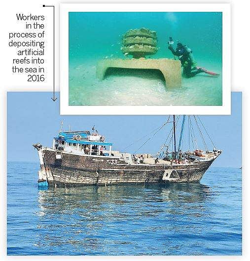 An effort to repopulate the sea