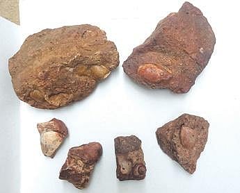 Fossilised remains of snail from 6.5cr years ago found in Asifabad