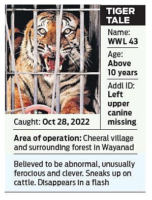 Meet terror of Cheeral: 10-year-old and ferocious
