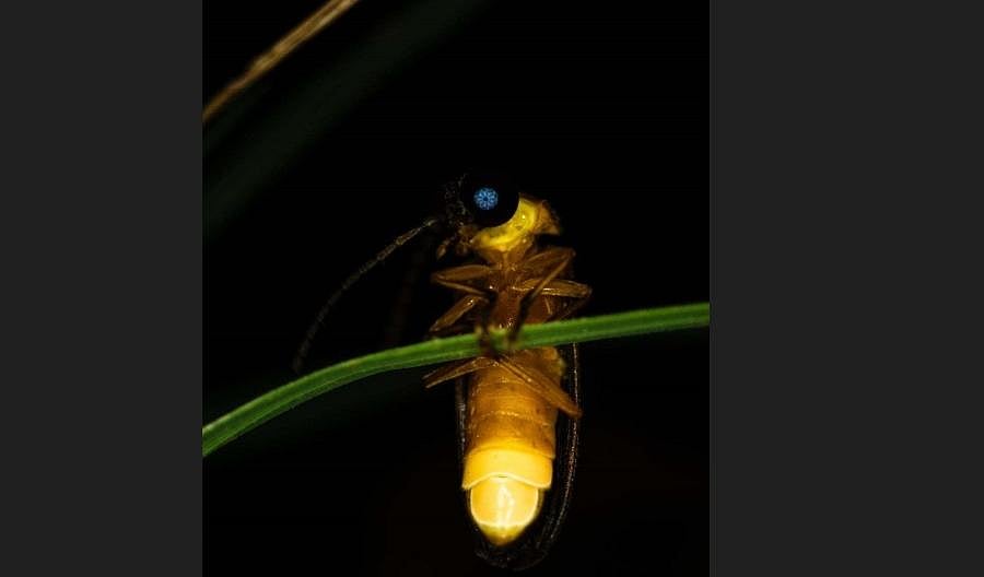 Grave of the fireflies: India's iconic insects face extinction amid 76% ...