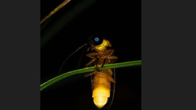 Grave of the fireflies: India's iconic insects face extinction amid 76% ...