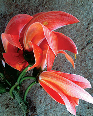 How To Use Palash Flower