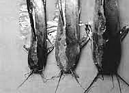 African Mushi Farming Triggers Epidemic Threat in Palakkad