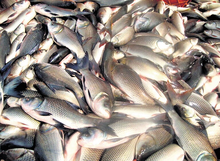 Catch-22: Fishers seek TN government help as ‘protected fish’ haul ...
