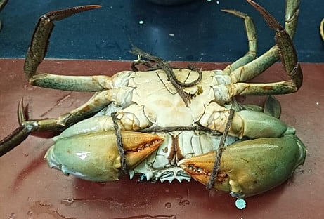 Odisha’s first mud crab hatchery worth Rs 2.81 crore to come up at ...