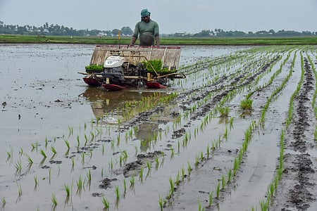 Paddy, chilli cultivation gains pace in Ramanathapuram, farmers seek ...