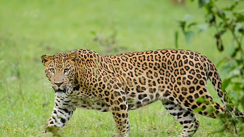 One of the two leopards that terrorised STR village captured