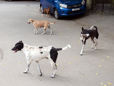 Supreme Court orders all stray dogs in Delhi-NCR to be moved to ...