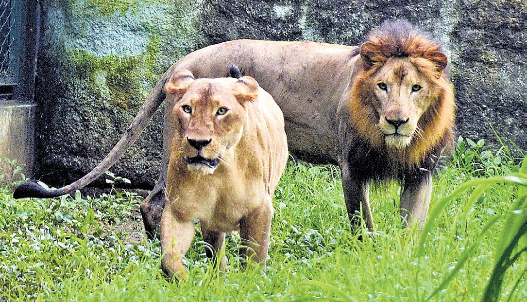 Grrr... India’s Asiatic lion population jumps 32% in five years