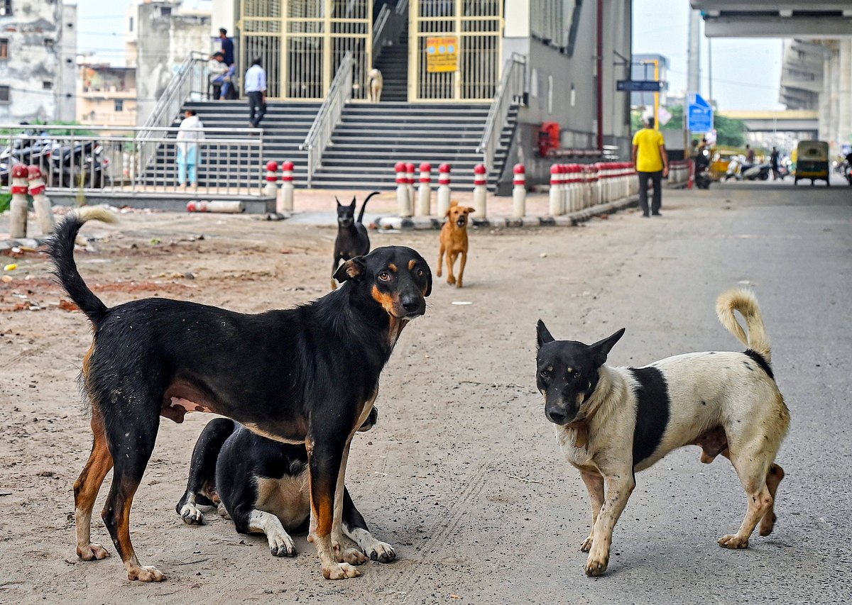 CJI forms three-judge bench to resolve conflicting SC orders on stray dogs