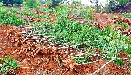 MSP demand grows as tapioca prices decline in Salem