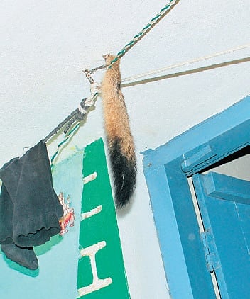 Just three in 10 years, Indian fox sightings plummet in southern districts