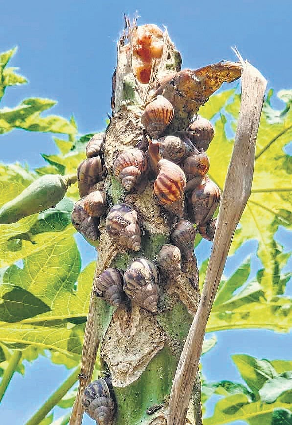 Giant African snails invade horticulture fields in Parvathipuram-Manyam ...