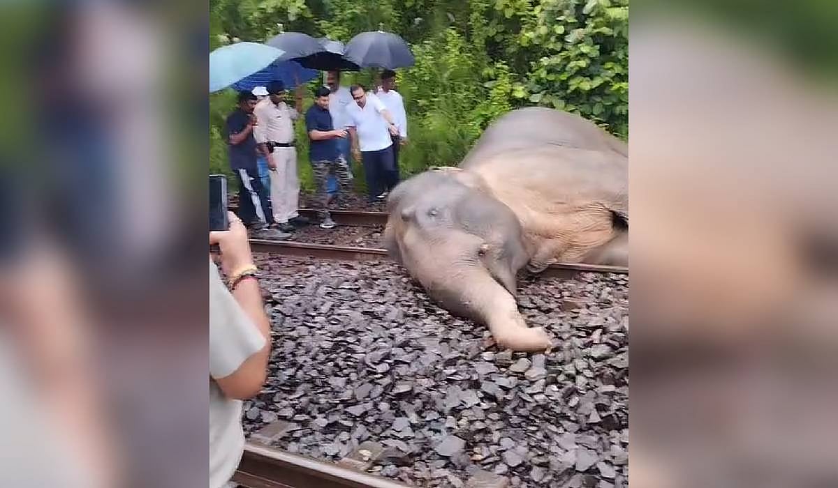 Female elephant critically injured after train collision in Rourkela ...