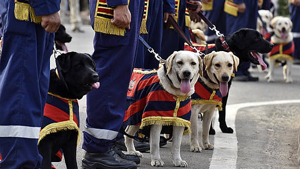 Delhi Police to strengthen K9 squad with 72 new canine additions