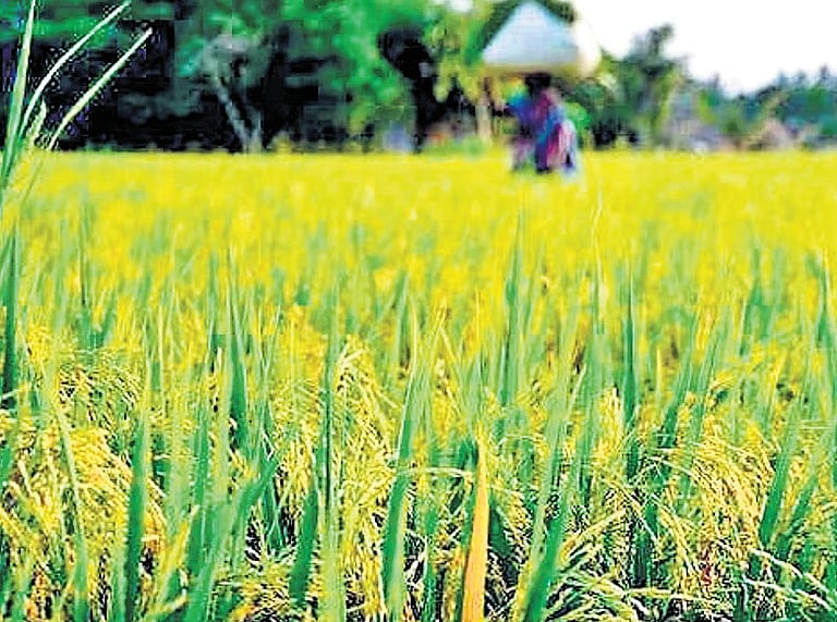 Little impact of excess rainfall during monsoon season on kharif crops ...