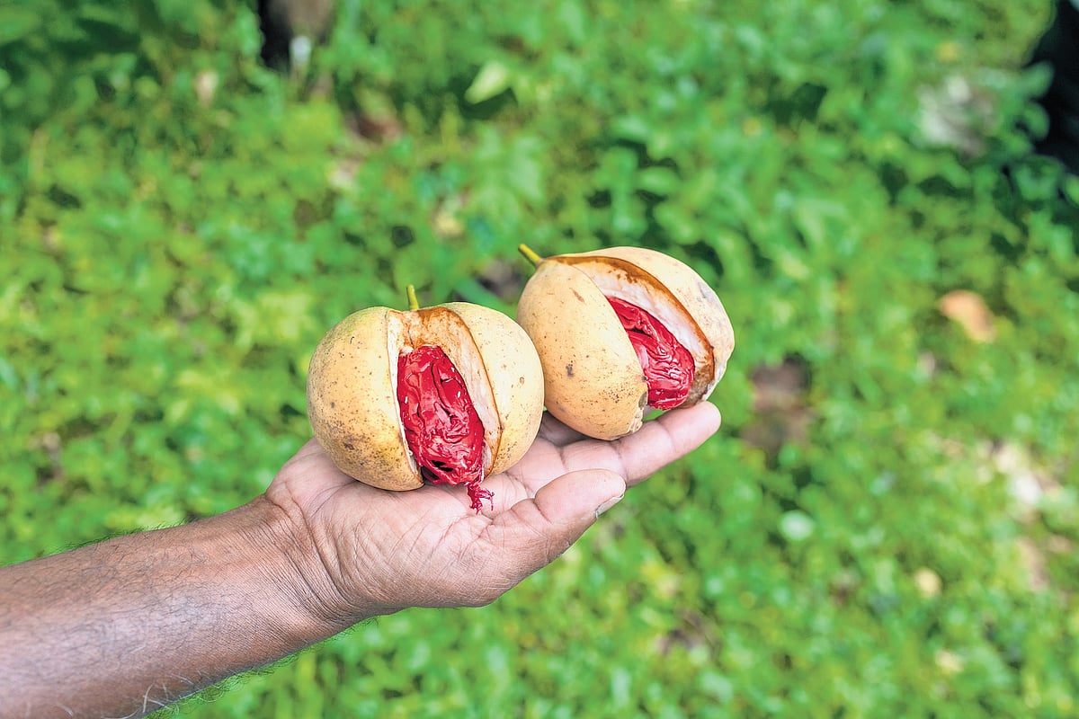 Patented nutmeg helps farmer crack dipping yield curve