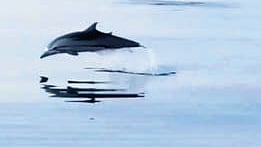 AP’s rich biodiversity: Rare striped dolphins spotted off Visakhapatnam ...