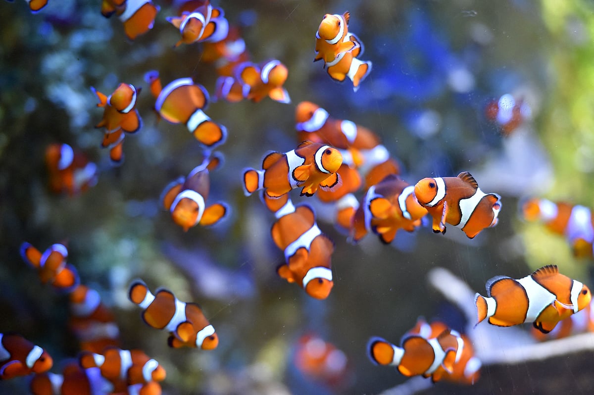 Study finds clownfish shrink in response to rising ocean temperatures