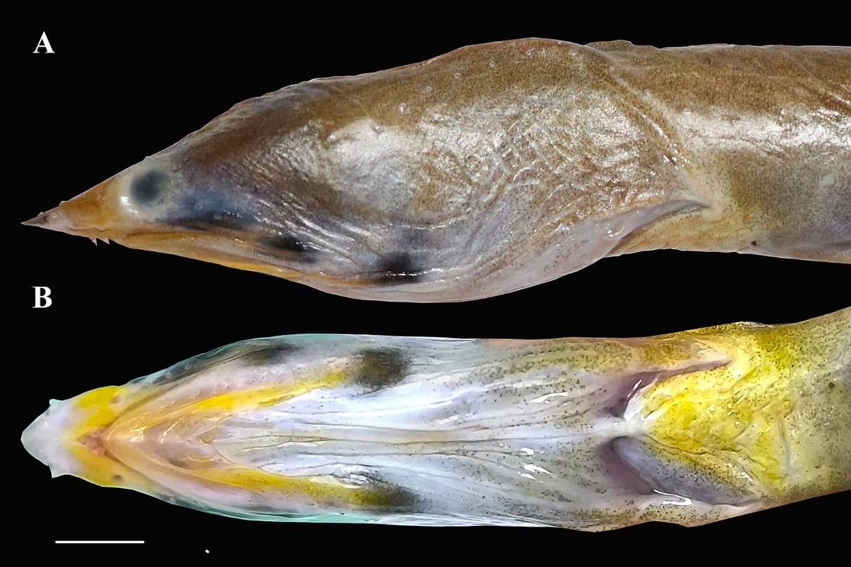 New eel species found in Colachel, named after Kanniyakumari