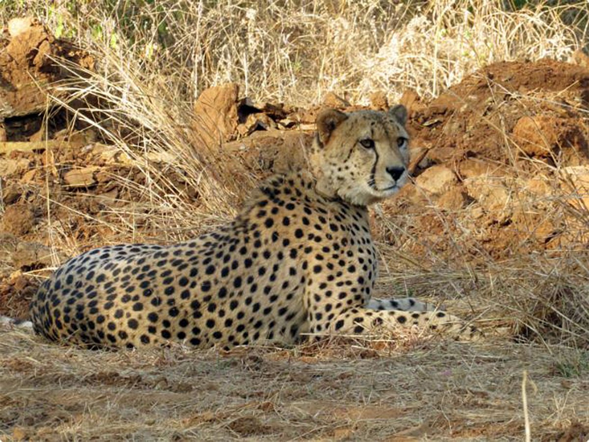 India to bring another batch of eight cheetahs from Botswana