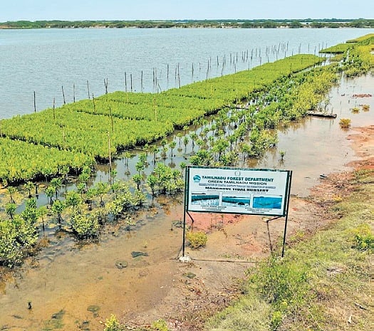 Tamil Nadu tidal nursery tech helps mangrove seedlings survive salinity