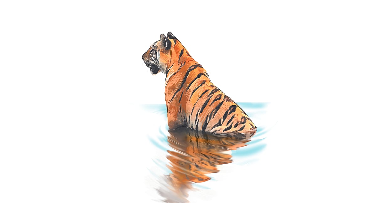 Half of tiger carcass found in Karnataka's MM Hills Wildlife Sanctuary ...
