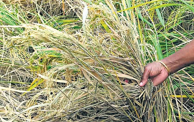 Brown planthopper infestation spreads in kuruvai paddy fields, farmers ...