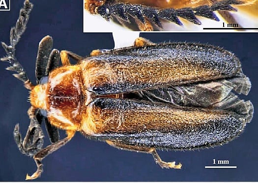 Two non-luminous firefly species discovered in Nilgiris