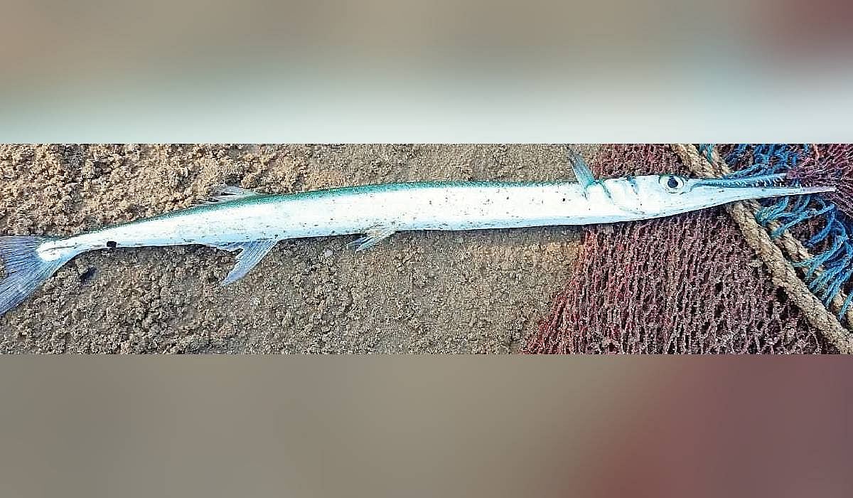 Karwar fisherman dies after suspected houndfish attack; rare incident ...